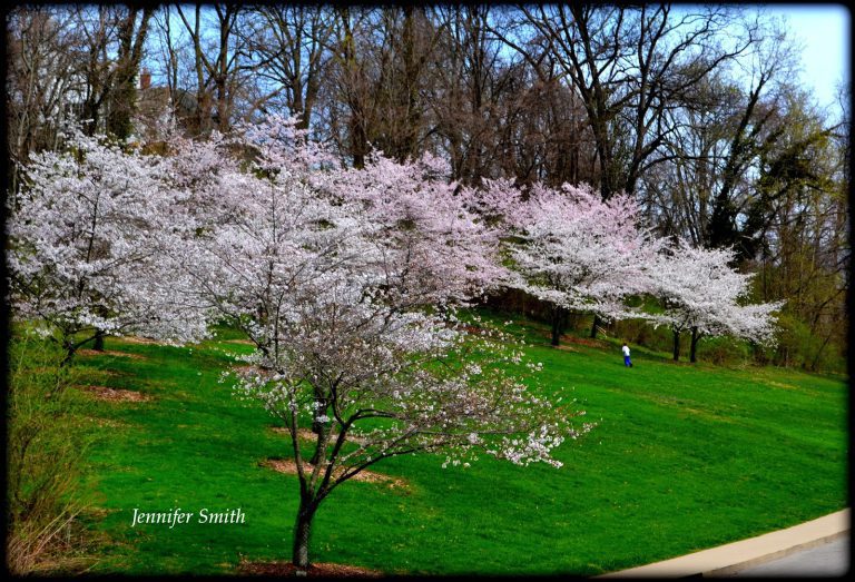 4 REASONS WHY WE LOVE WINTER TREE PLANTING - Wimberg Landscaping