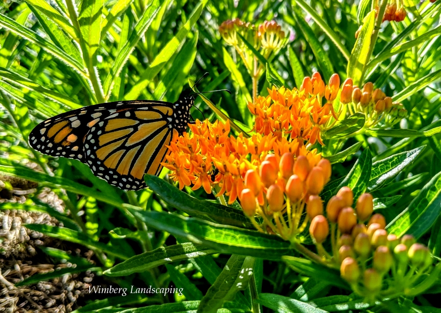 Simple Steps to a Pollinator Garden - Wimberg Landscaping